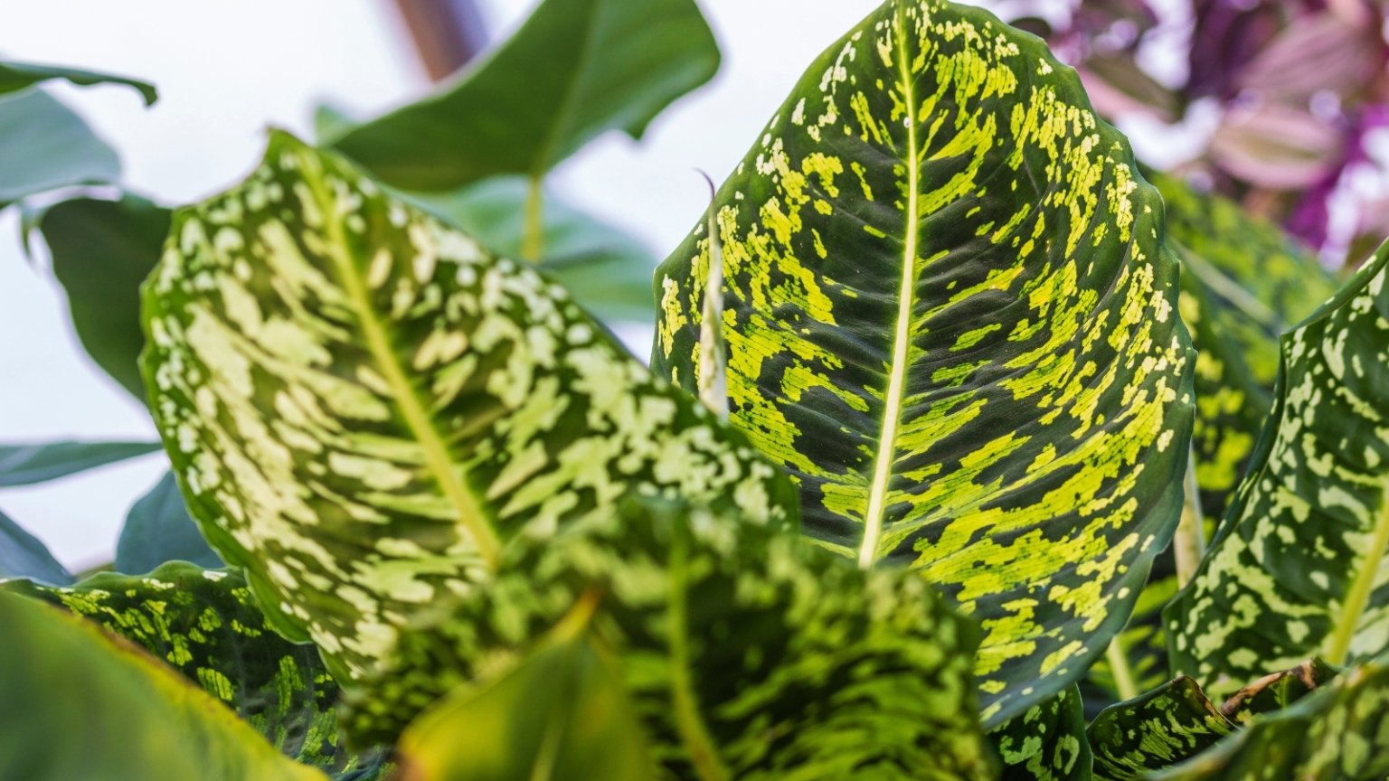 17 Stunning Dieffenbachia Varieties to Grow Indoors