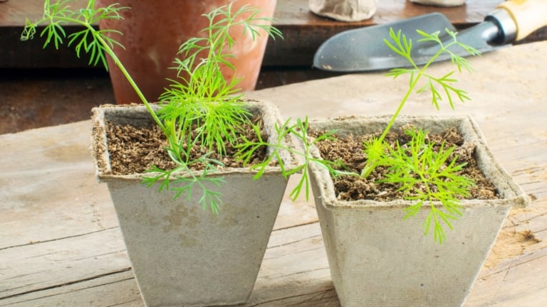 How to Plant, Grow, Care For, and Harvest Dill