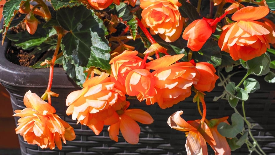 15 Tips For Growing Beautiful Begonias in Pots or Containers