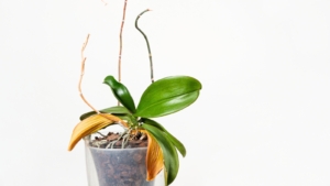 A Visual Guide to Healthy Orchid Roots