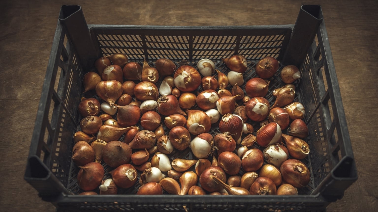 What to Do With Indoor Flowering Bulbs After They Bloom