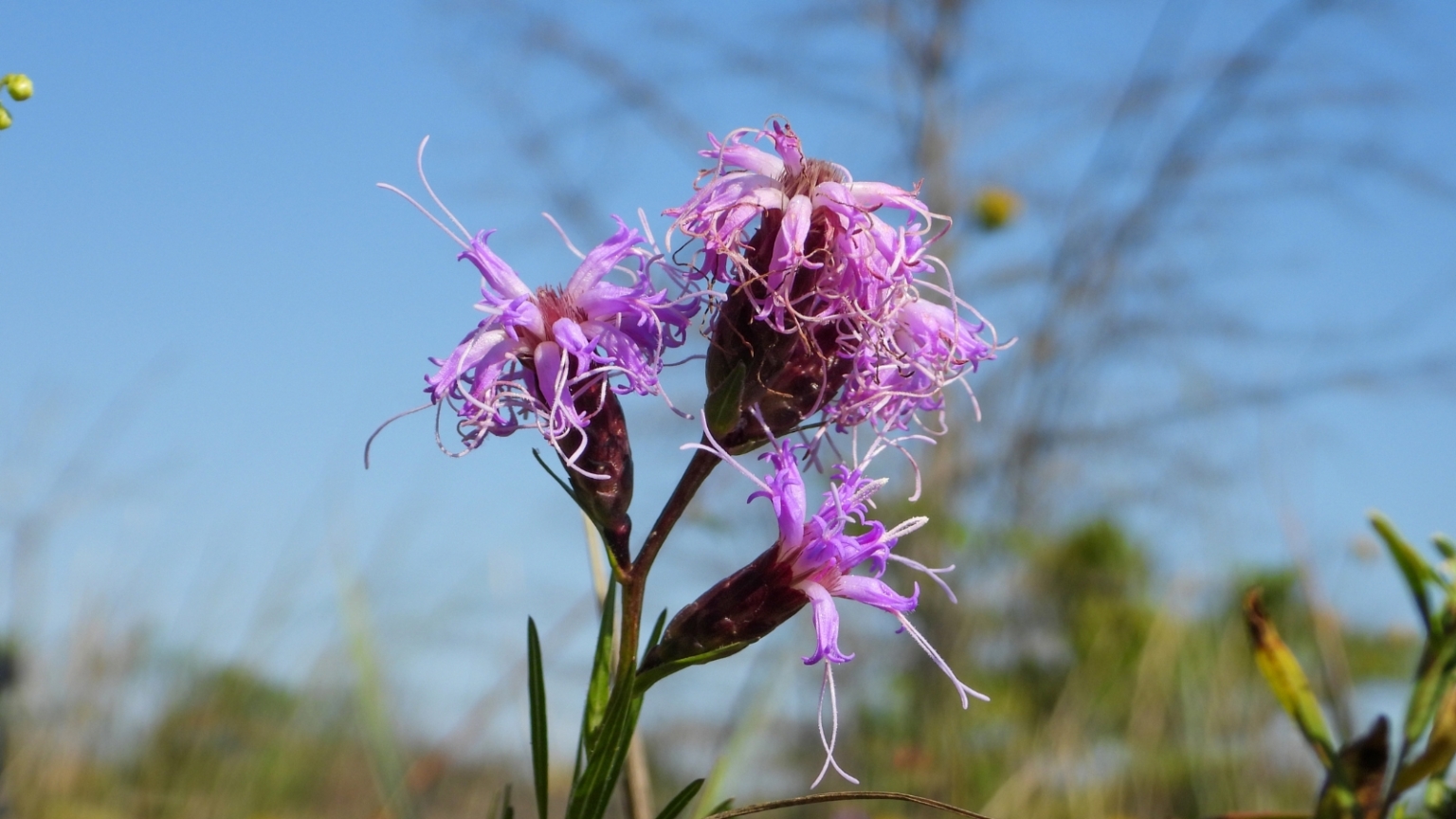 15 Short and Showy Native Plants for Home Gardens