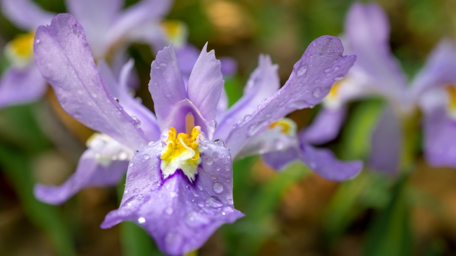 15 Short and Showy Native Plants for Home Gardens