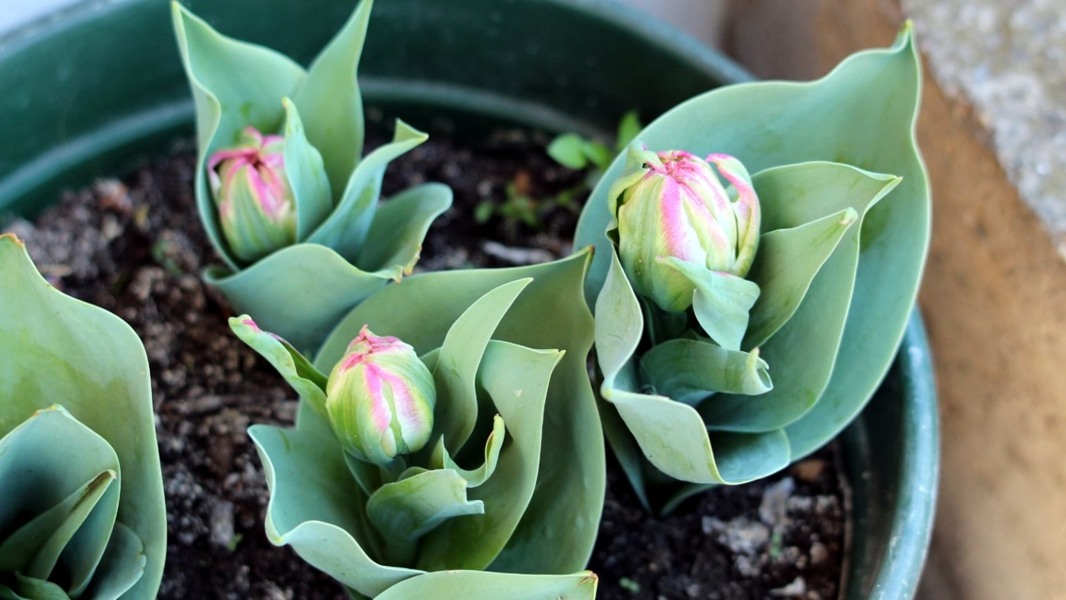 How to Plant Potted Tulips In the Ground: 11 Tips for Success - Epic ...