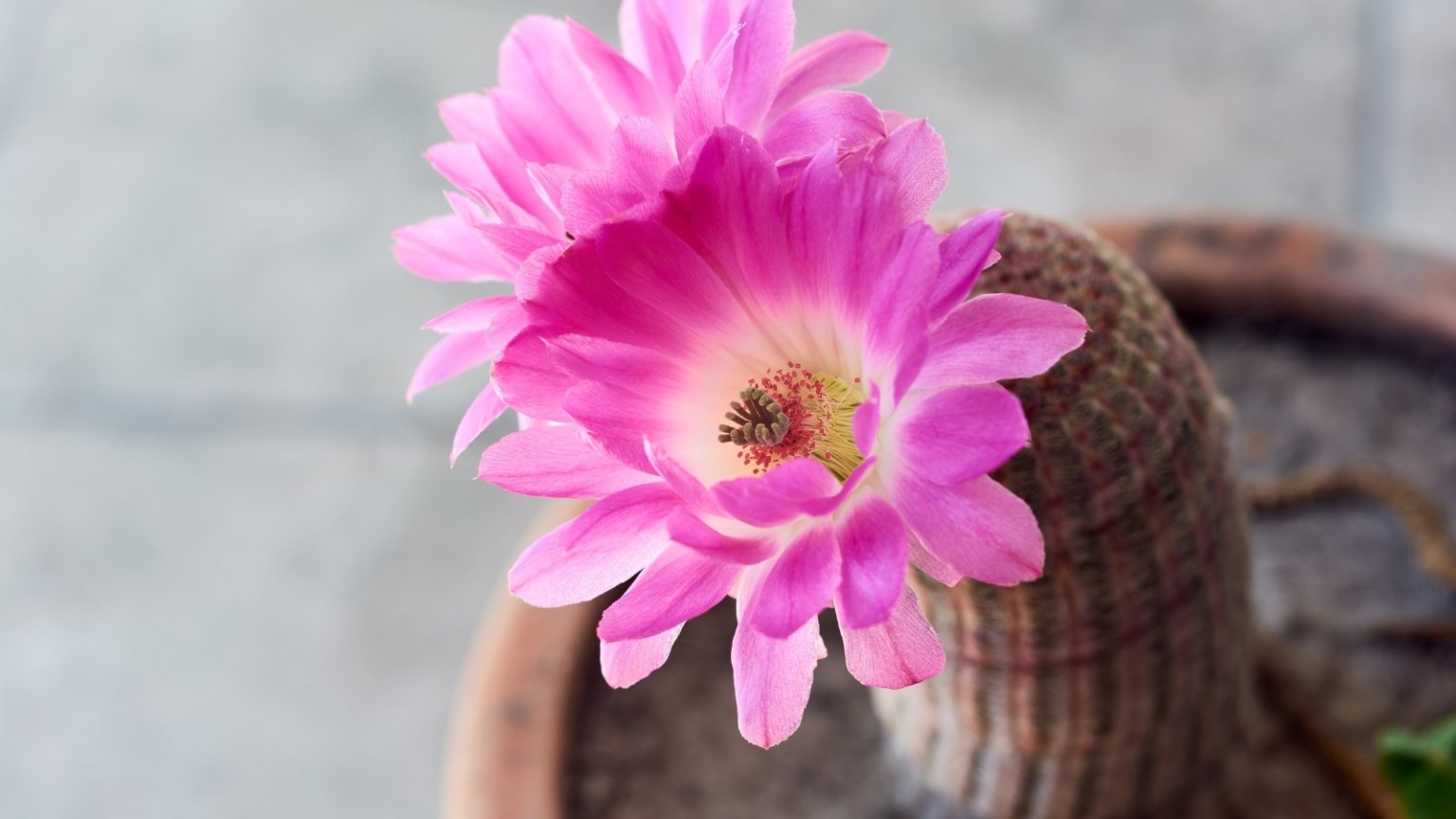 13 Cactus Plants With Pink Flowers