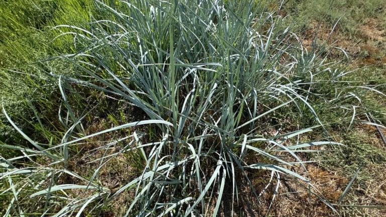 15 Evergreen Grasses for Your Landscape