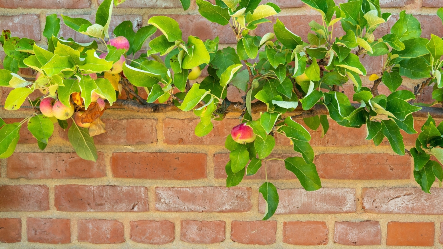 Espalier Fruit Trees: Big Harvests In Small Spaces - Epic Gardening