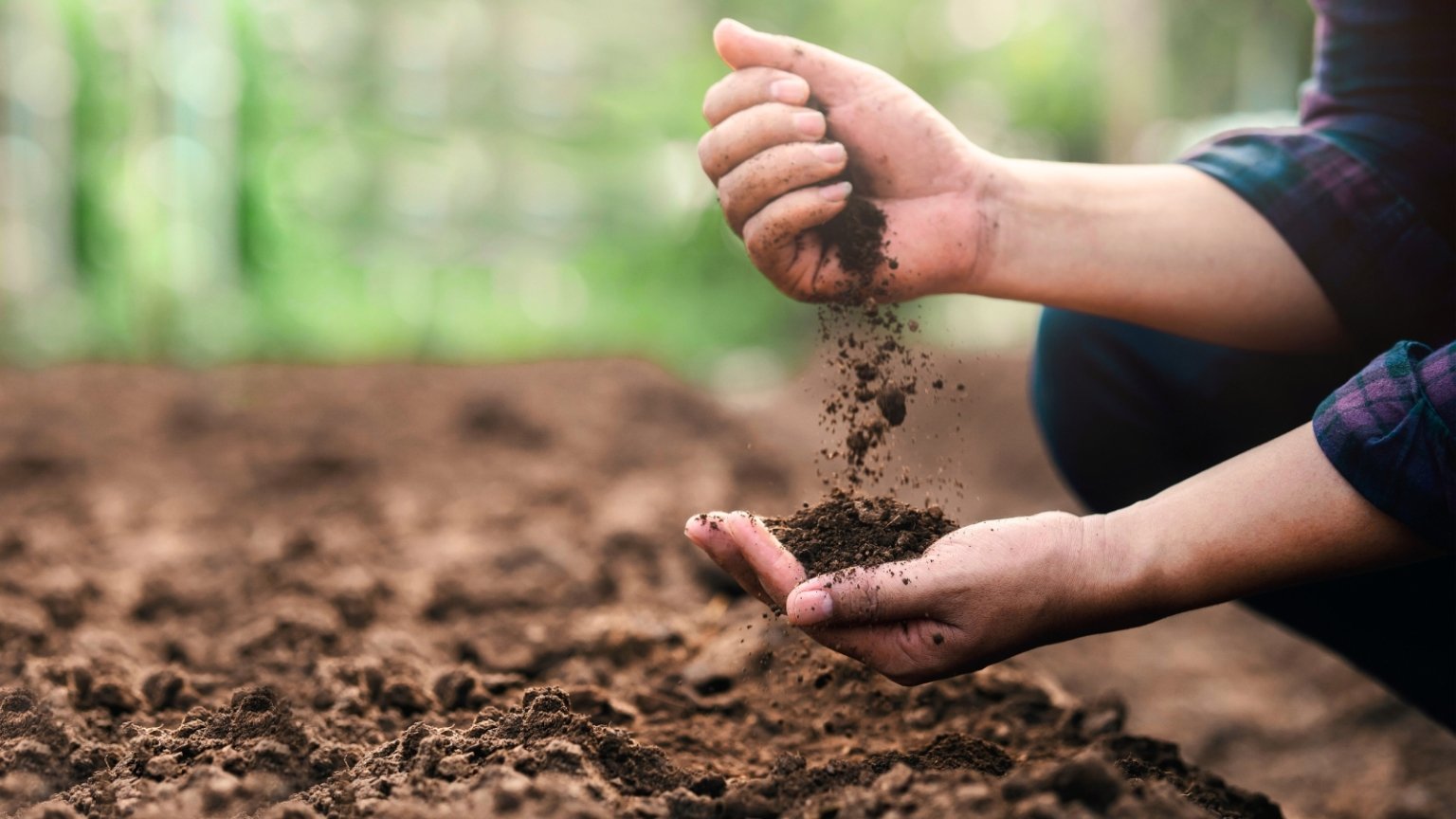 How to Plant, Grow, and Care for Tuberous Begonias