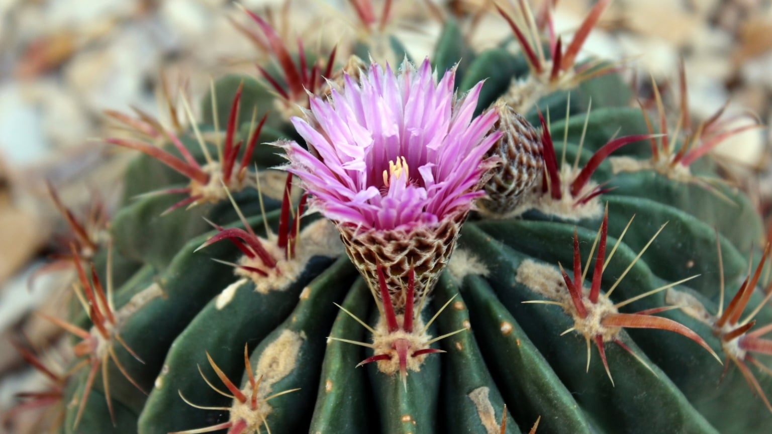 13 Cactus Plants With Pink Flowers