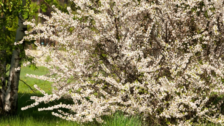 How to Plant, Grow, and Care for Nanking Cherry Bushes