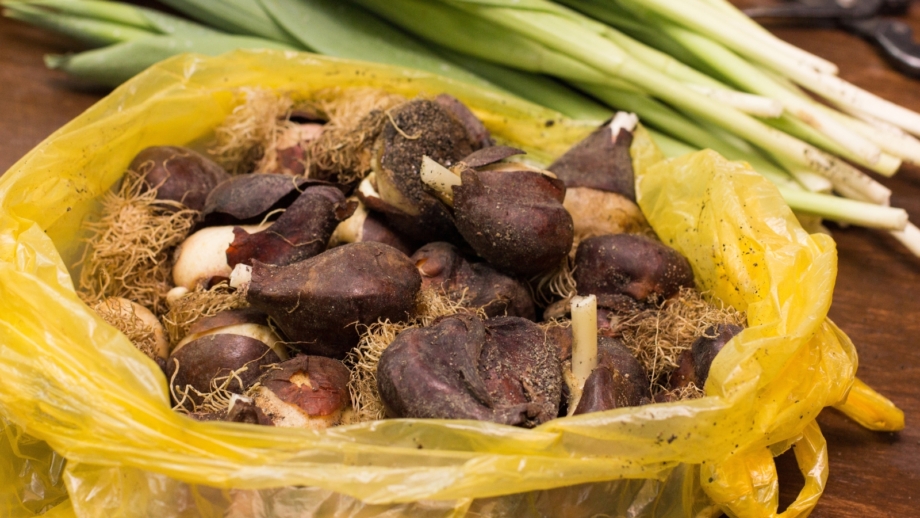 What to Do With Indoor Flowering Bulbs After They Bloom