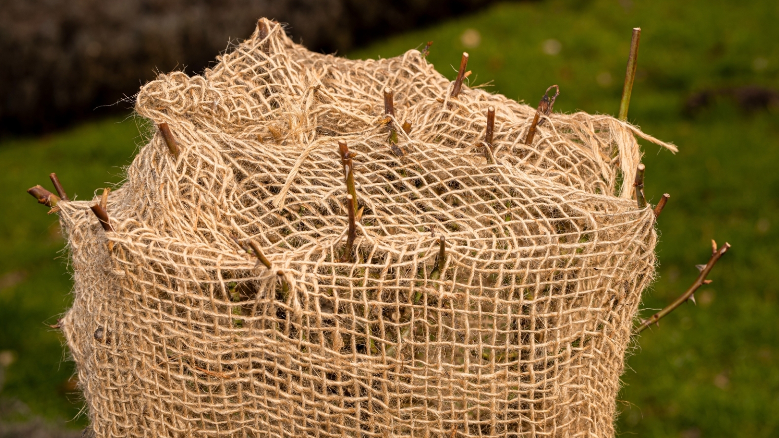 When and How to Remove Winter Protection From Your Roses