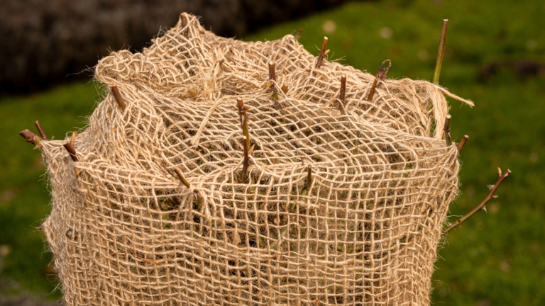 When and How to Remove Winter Protection From Your Roses