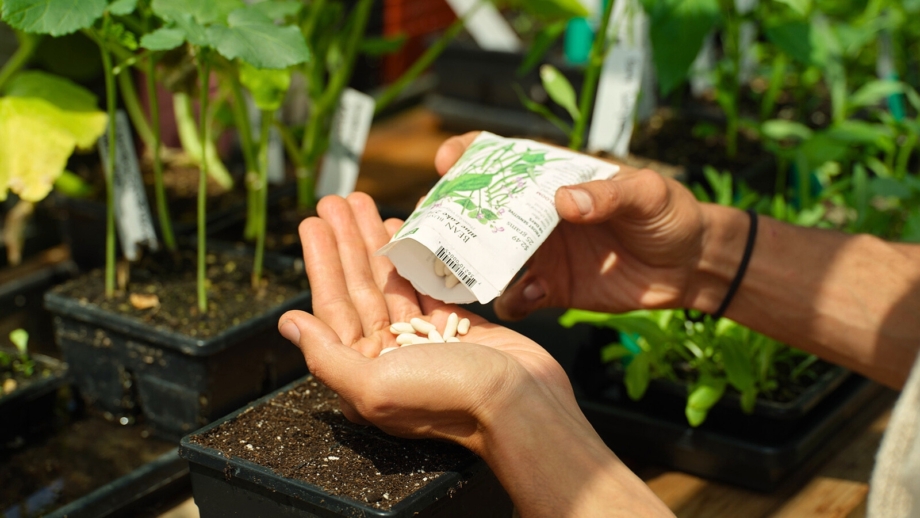 How to Find and Choose High-Quality Seeds: 13 Things to Look For