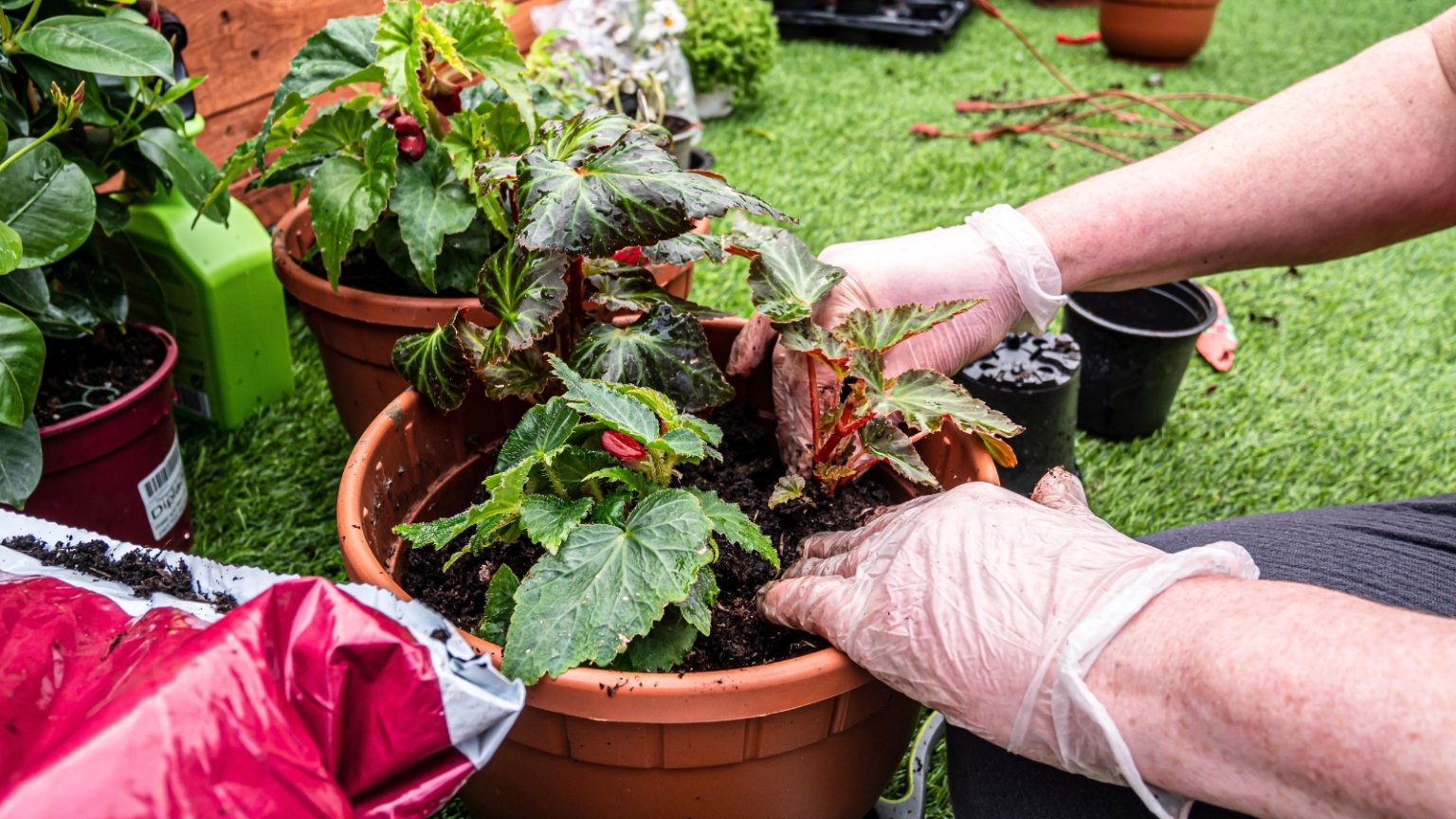 How to Plant, Grow, and Care for Tuberous Begonias