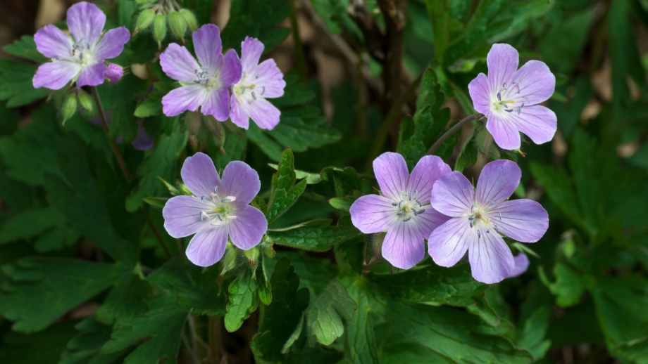 17 Spring Ephemeral Wildflowers Native to the Northeast