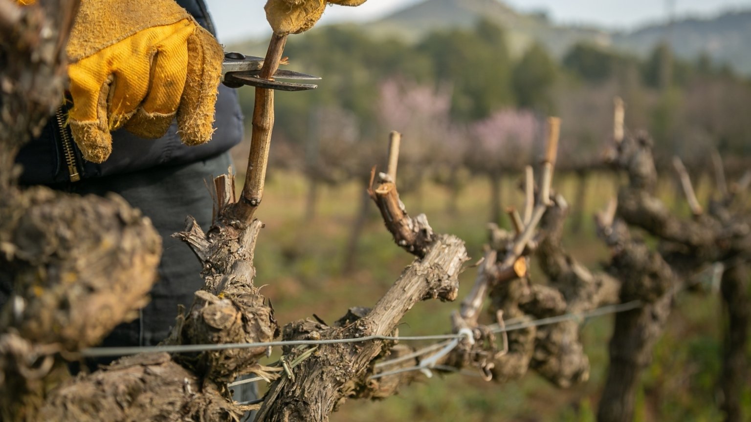 How and When to Prune Grapevines for Healthy New Growth