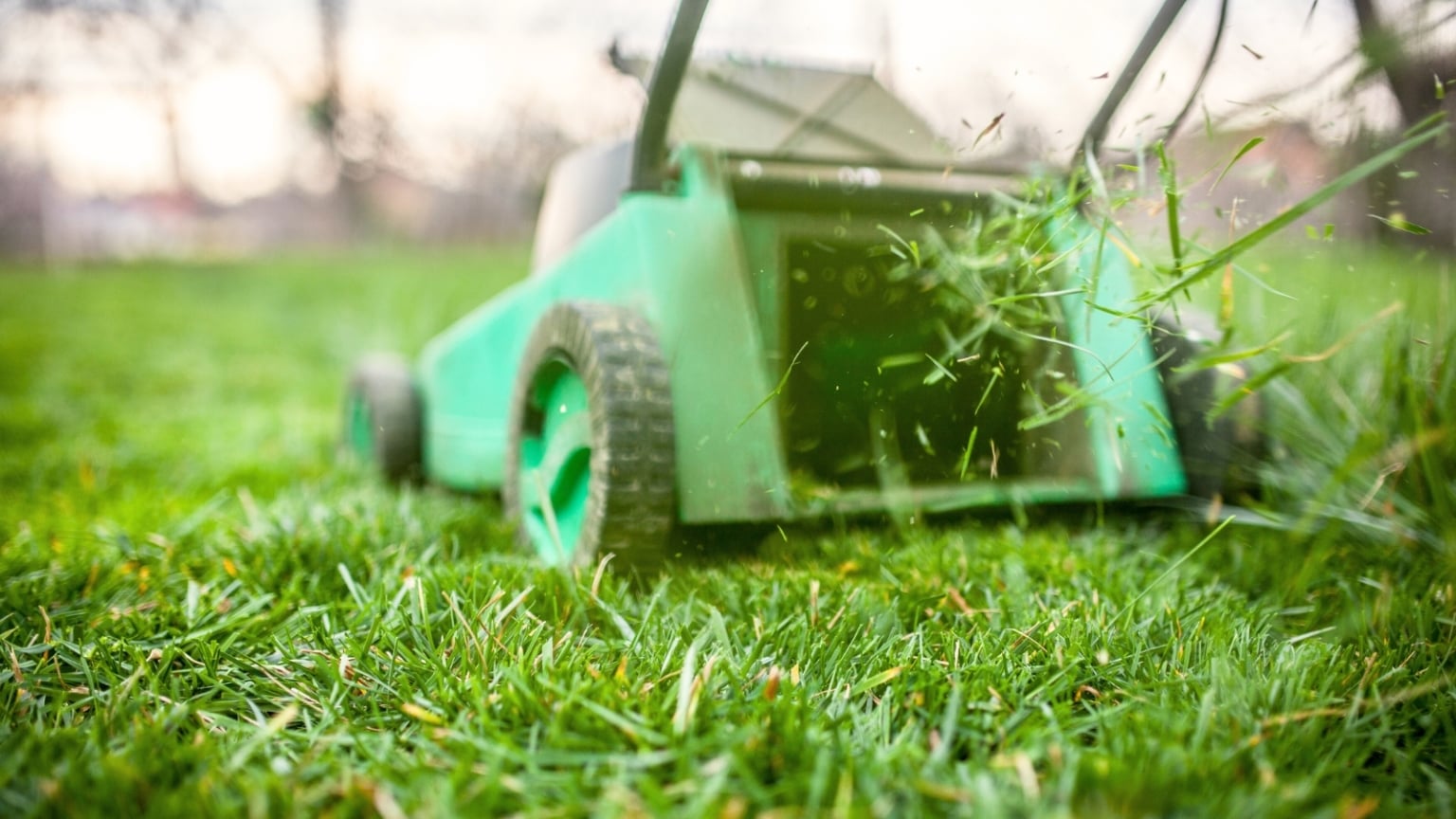 How to Plant, Grow, and Care for Blue Grama Grass