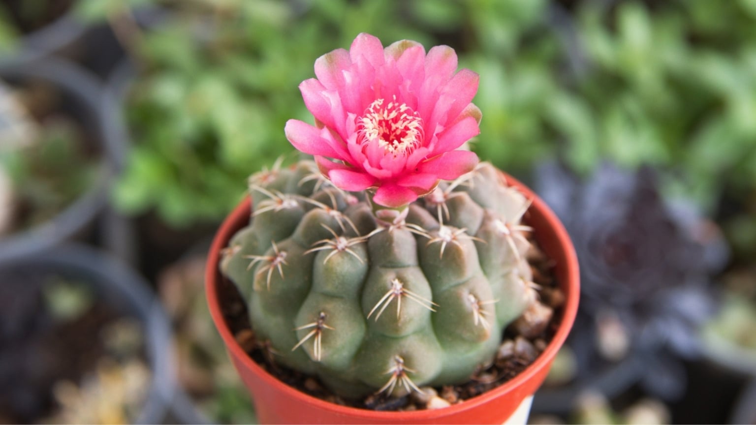 13 Cactus Plants With Pink Flowers