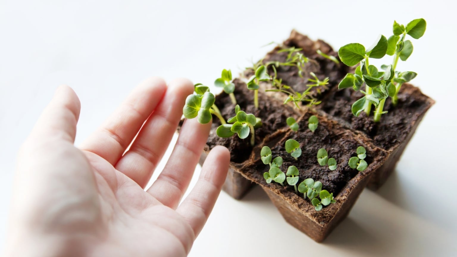 How to "Brush" Your Seedlings For Stronger Stems