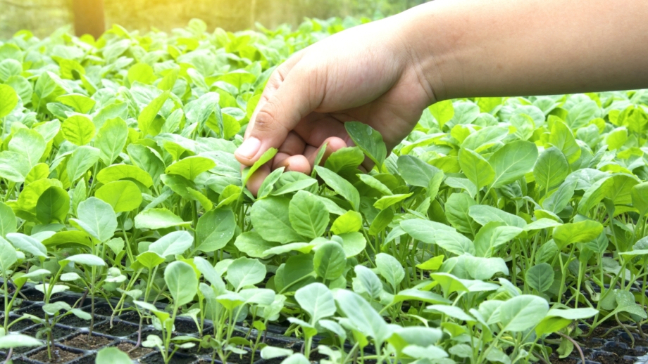 How to "Brush" Your Seedlings For Stronger Stems