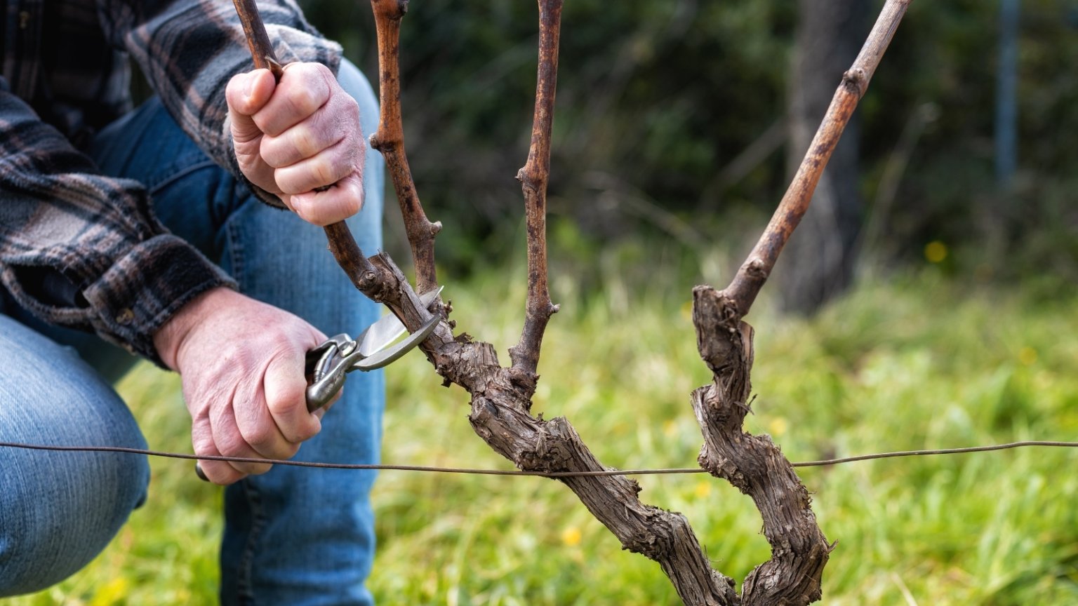 How and When to Prune Grapevines for Healthy New Growth