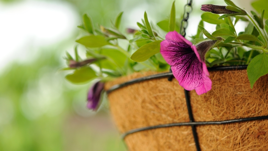 How To Use Coconut Coir: 13 Expert Tips - Epic Gardening