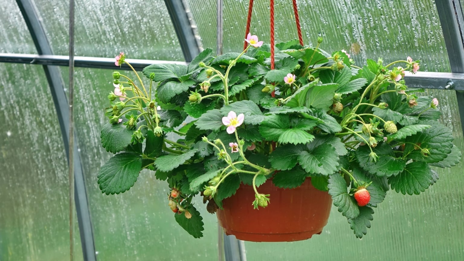 11 Best Containers and Pots for Growing Berries