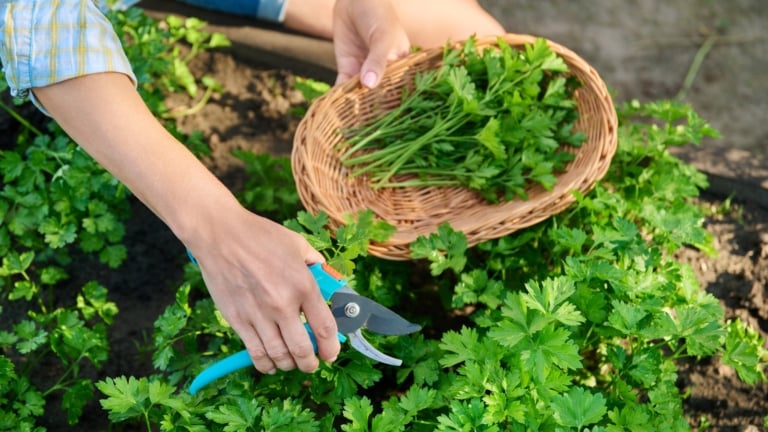 How To Harvest and Store Parsley