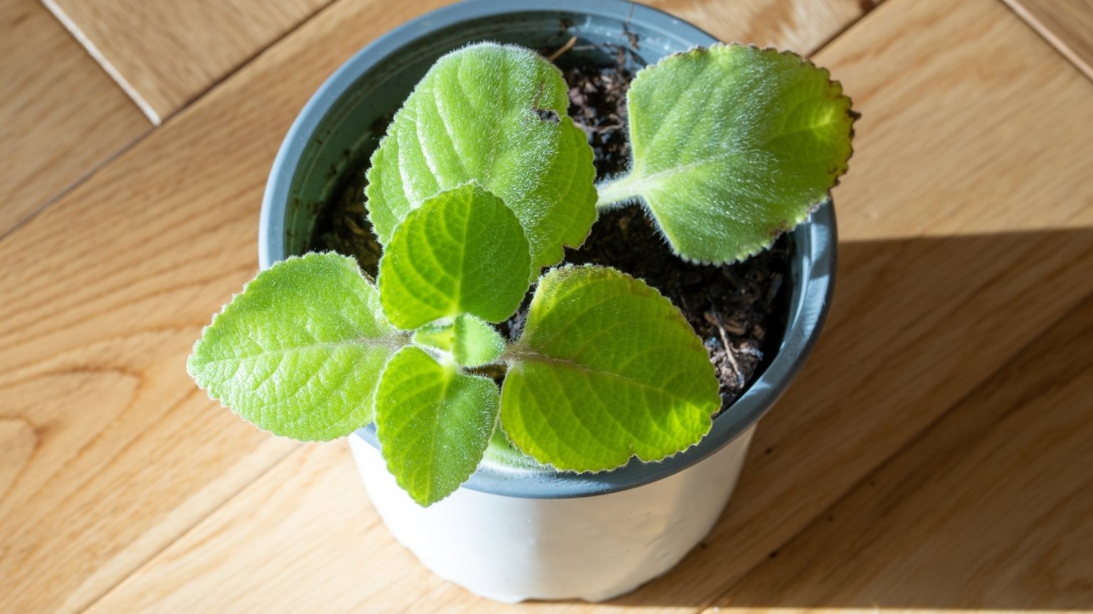 How to Grow Oregano Indoors: 9 Tips to Try