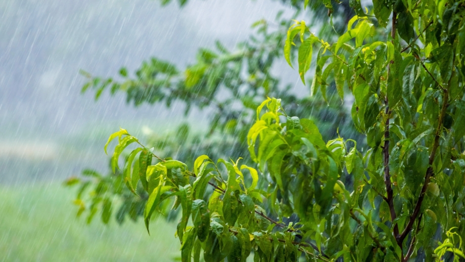 When and How Much to Water Newly-Planted Trees: 5 Watering Tips