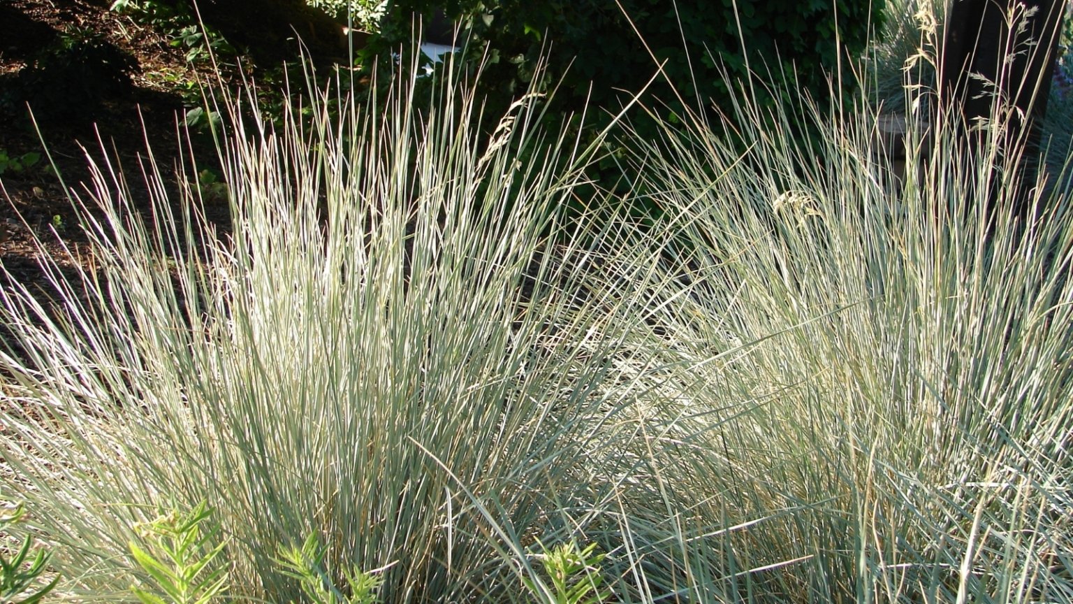 15 Evergreen Grasses for Your Landscape