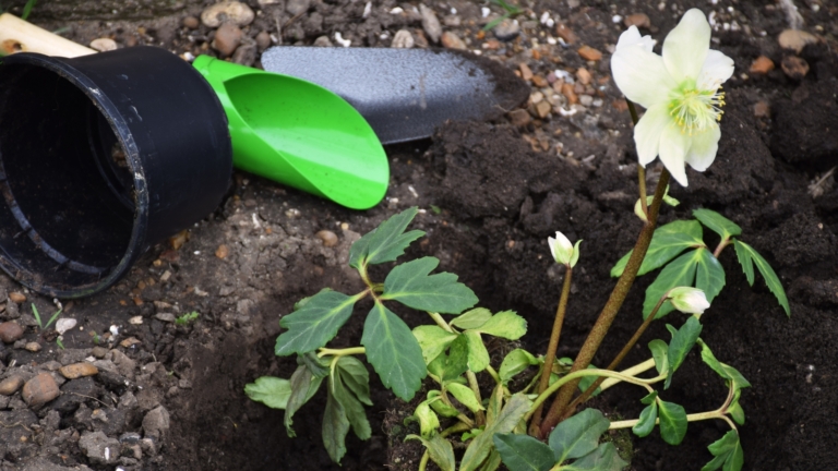 When To Transplant Hellebores