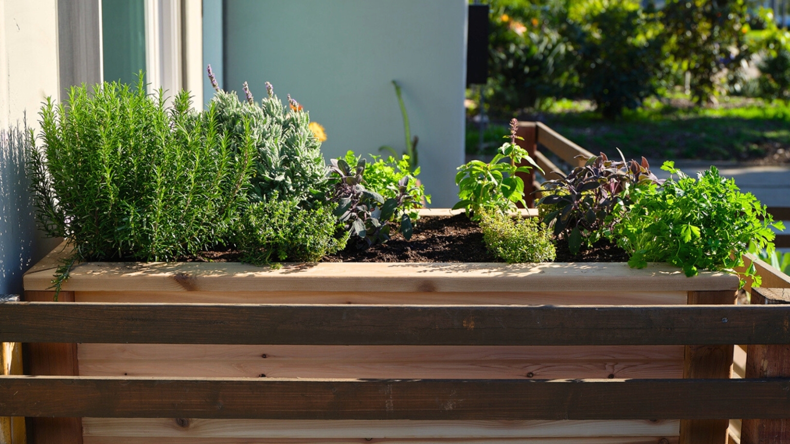 How to Start a Victory Garden in 9 Easy Steps