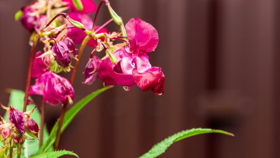 How to Plant, Grow, and Care for Garden Balsam