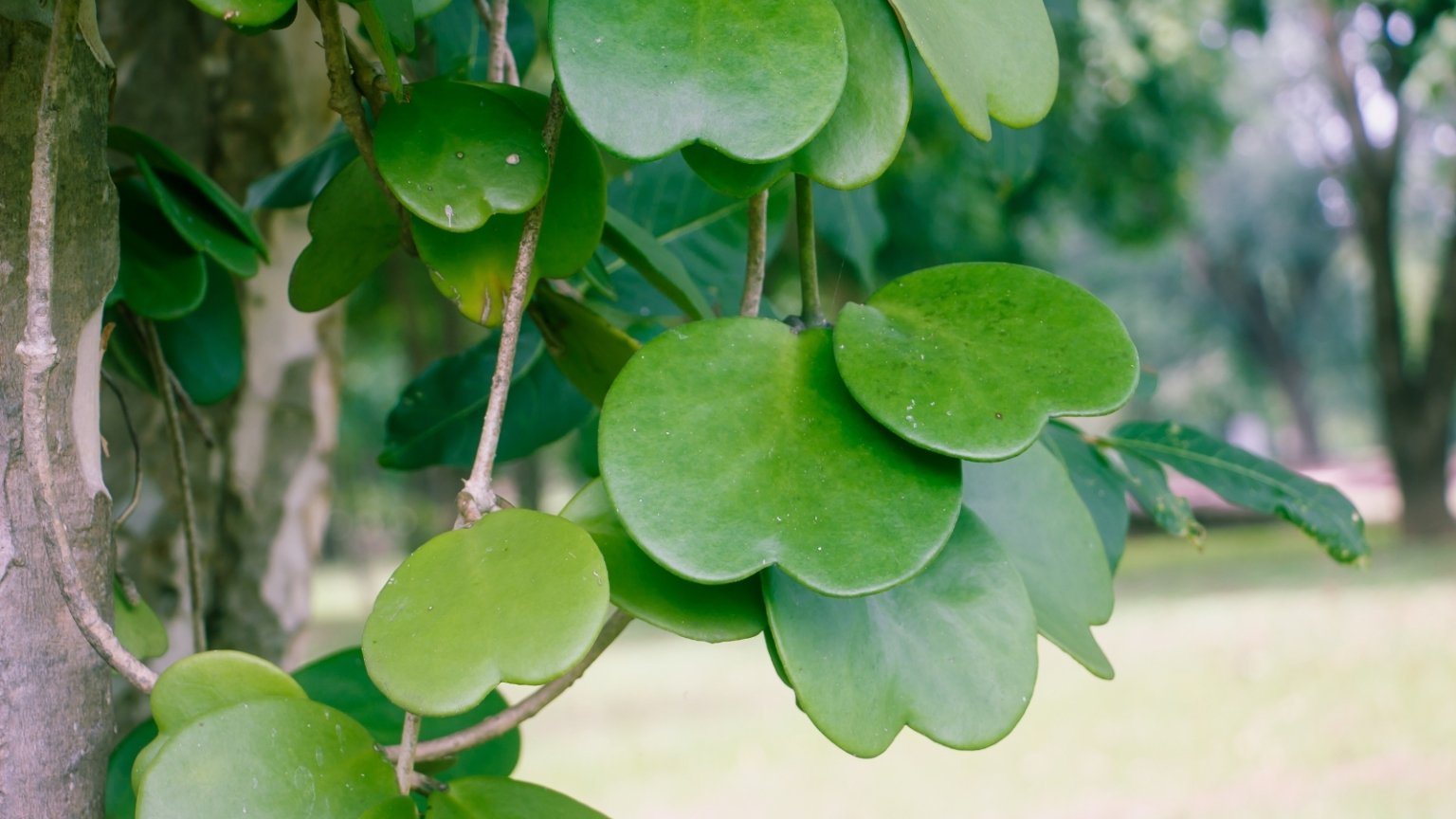 15 Plants That Look Like Hearts for Valentine's Day