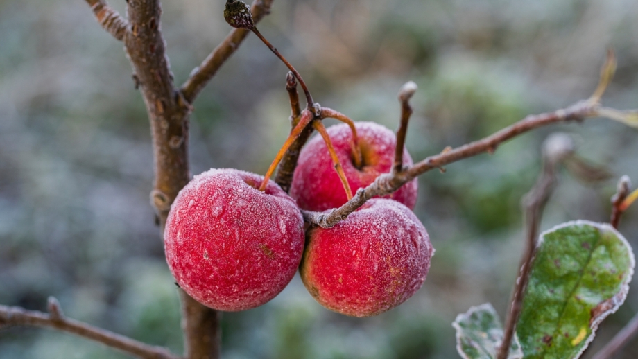How to Protect Early Fruit Tree Blossoms from Frost