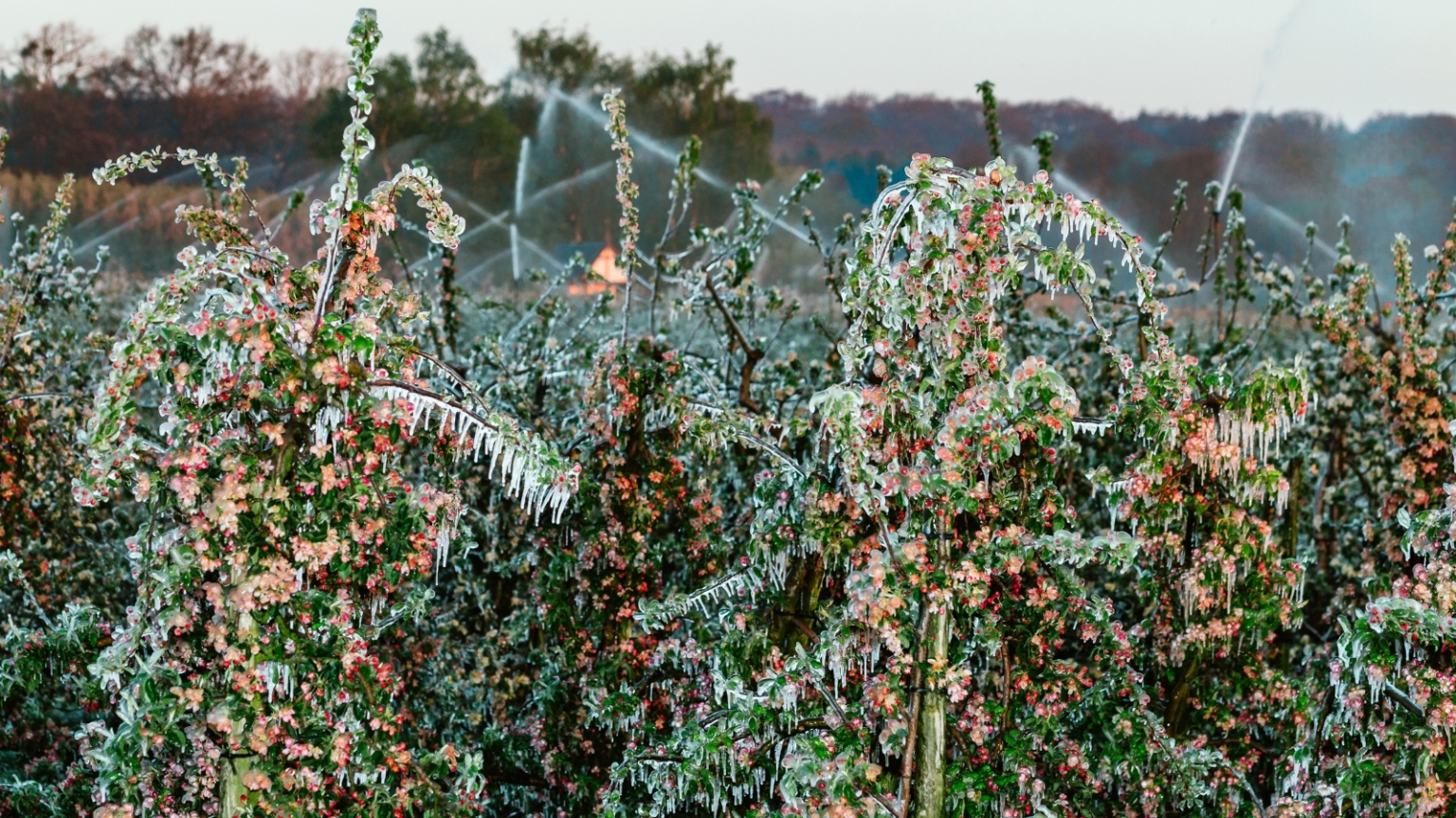 How to Protect Early Fruit Tree Blossoms from Frost