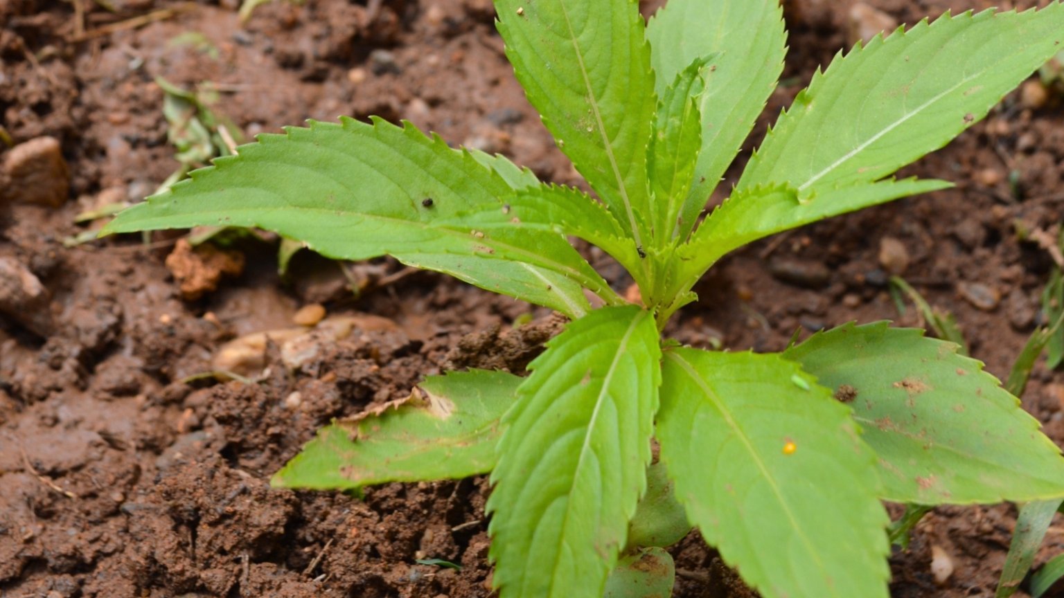 How to Plant, Grow, and Care for Garden Balsam