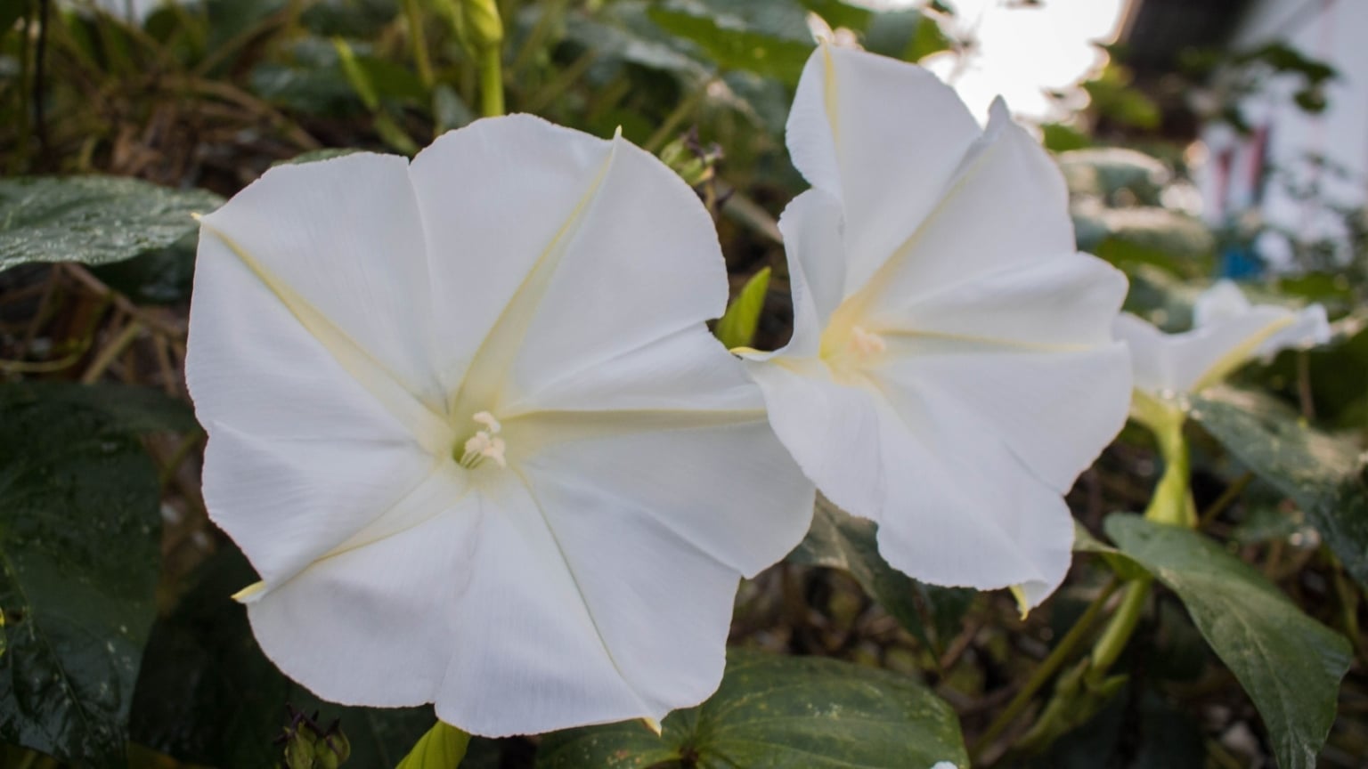 How to Grow Moonflowers from Seed in 7 Easy Steps