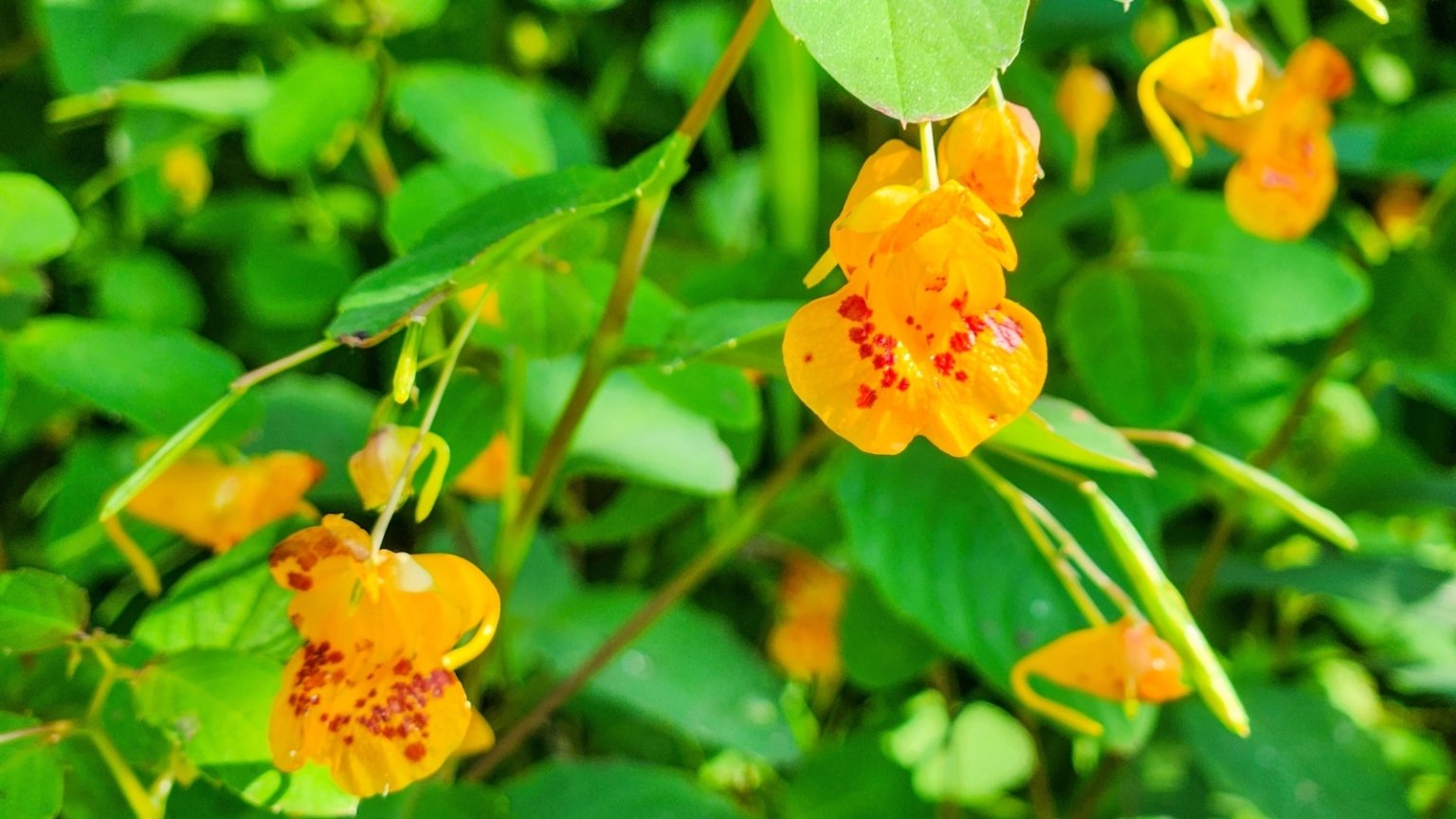 19 Aggressive Native Plants That Can Battle Invasive Species