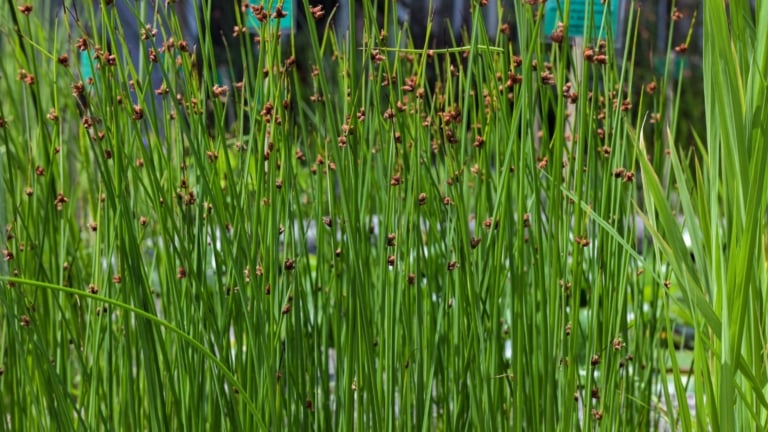 15 Evergreen Grasses for Your Landscape
