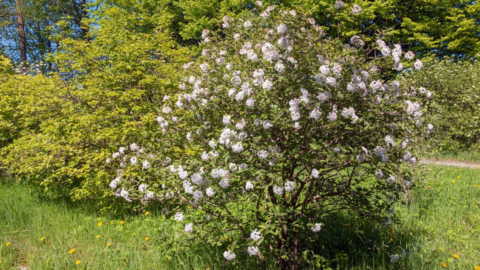 13 Shrubs You Should Buy Bare-Root