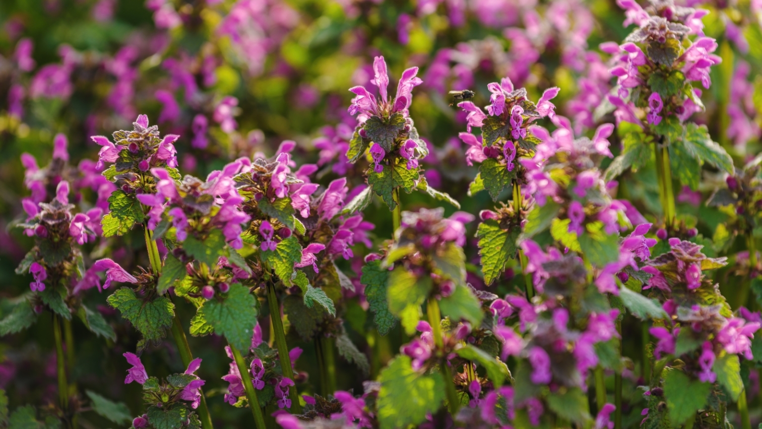 17 Easy-to-Grow Plants to Replace Your Lawn