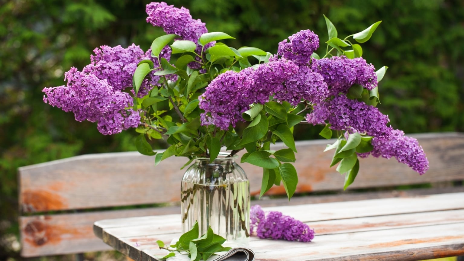 13 Tree Branches You Can Force For Indoor Blooms