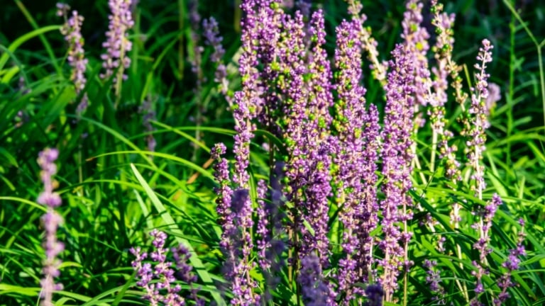 15 Evergreen Grasses for Your Landscape