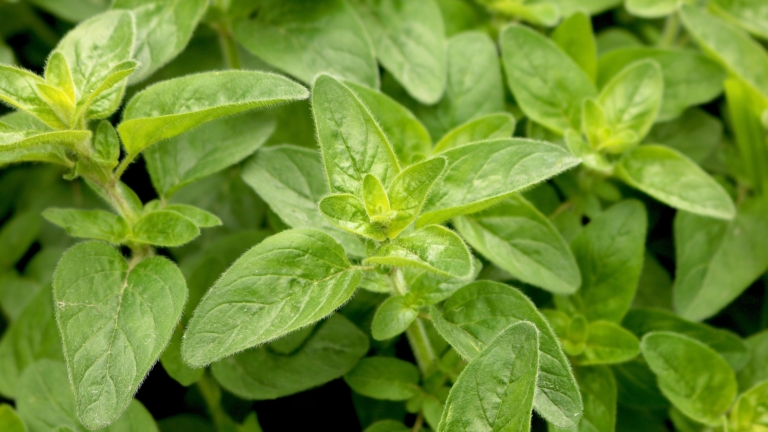 How to Grow Oregano Indoors: 9 Tips to Try