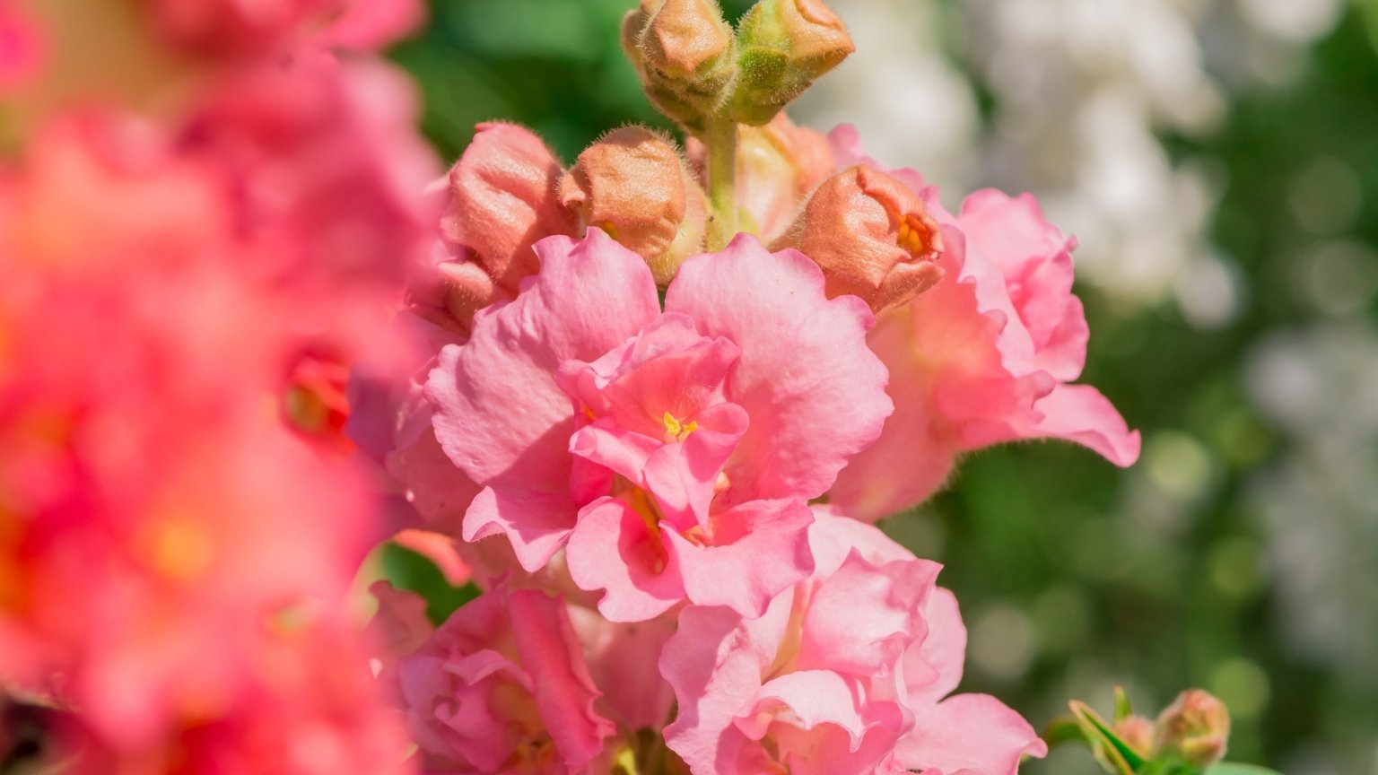 How to Cold Stratify Snapdragon Seeds - Epic Gardening