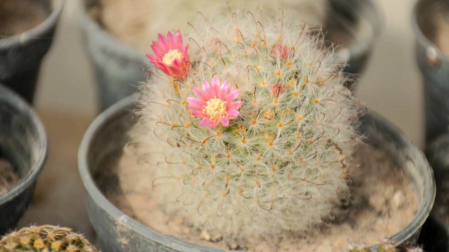 13 Cactus Plants With Pink Flowers