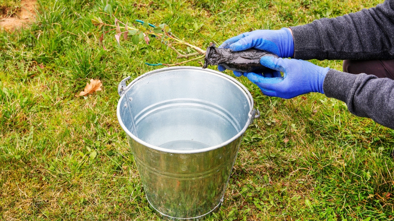 When and How to Soak Bare Root Roses